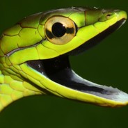 Steam Community :: Snakes