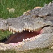 Steam Community :: El Chompo