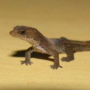 Steam Community :: gecko