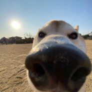 Steam Community :: zxc depressed nefor 1000 - 7