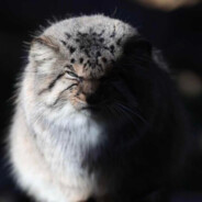 Steam Community :: Chesmond