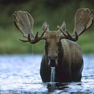 Hello! :: Micro Mini Moose