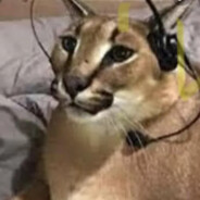 Steam Community :: floppa