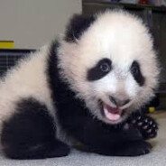 Steam Community :: Derpy_Panda