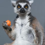 Steam Community :: ℕ𝕖 𝕡𝕠𝕟𝕪𝕒𝕝