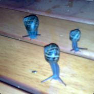 Steam Community :: Palaga