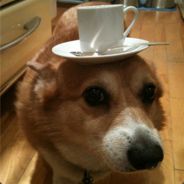 Steam Community :: Arokh