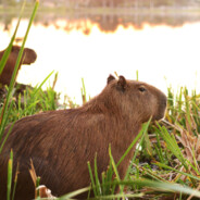 Steam Community :: gergerg