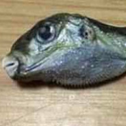 Steam Community :: funny anchovy