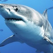 Giant Bases :: Ocean Squad 2.0