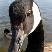 Steam Community :: gooseiest goose