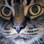 CSGOCASES.COM | Free Glock-18 Sacrifice Case