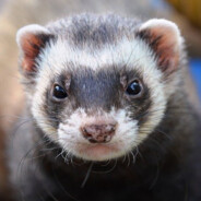 Steam Community :: FERRET QUEEN