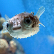 Steam Community :: Fischy