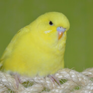 Steam Community :: cikcik | show