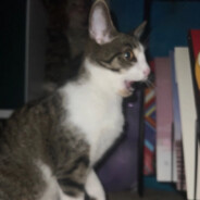 Steam Community :: yap god