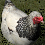 Steam Community :: Group :: Dayz Chicken