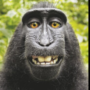 Steam Community :: Nigga Monkey