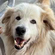 Steam Community :: COLA ⭐