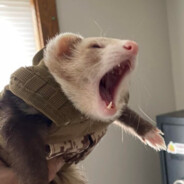 Steam Community :: Tactical_Ferret