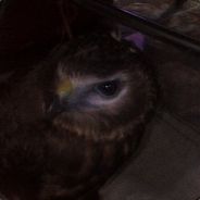 Steam Community :: HAWK-immortal