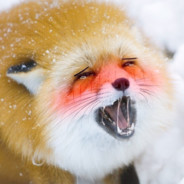 Steam Community :: UwU FOX