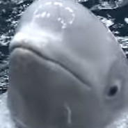 Steam Community :: Beluga