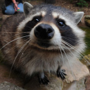 Steam Community :: Nikki