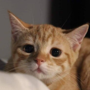 Steam Community :: Cake Chiffon