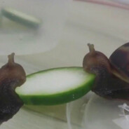 Steam Community :: Alma Smego