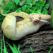 Steam Community :: Real_Bagheera_28