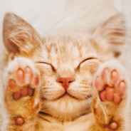 Steam Community :: Saiseu Borrisut