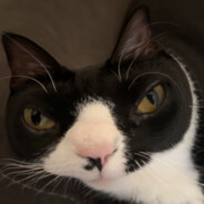 Steam Community :: Mor