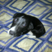 Steam Community :: nikoz