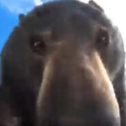 Steam Community :: Goofy Ahh Bear