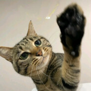 Steam Community :: wait im goated