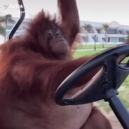 Steam Community :: i want to go back to monkey