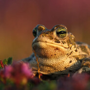 Steam Community :: Toad