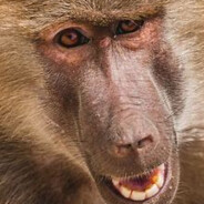 Steam Community :: baboon_monke