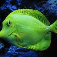 Steam Community :: Jim the Fish