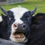 Steam Community :: Group :: content cows