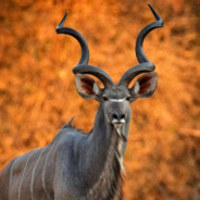 Steam Community :: Bokdrol