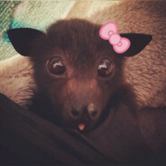 Steam Community :: bat