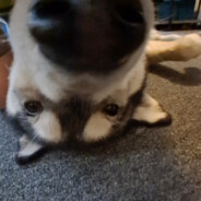 Steam Community :: Luckyllama