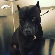 Steam Community :: 𝕭𝖗𝖆𝖝 Gamdom.com