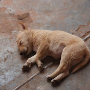 Steam Community :: Group :: Necro-pedo-zoophilia