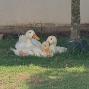 Steam Community :: Ashley