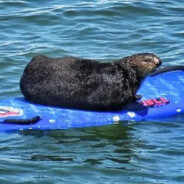 Steam Community :: otter841