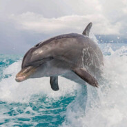 Steam Community :: Dolphin's Grace