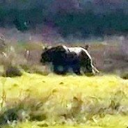 Steam Curator: Panther research team